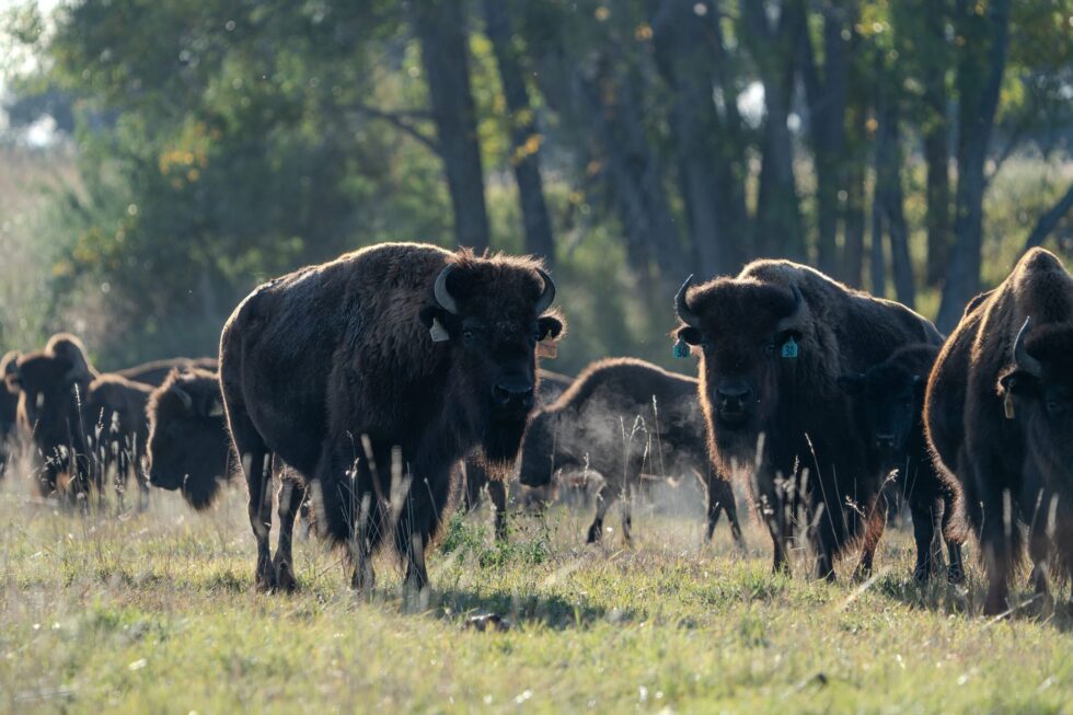 Home - Wild Bison Ranch