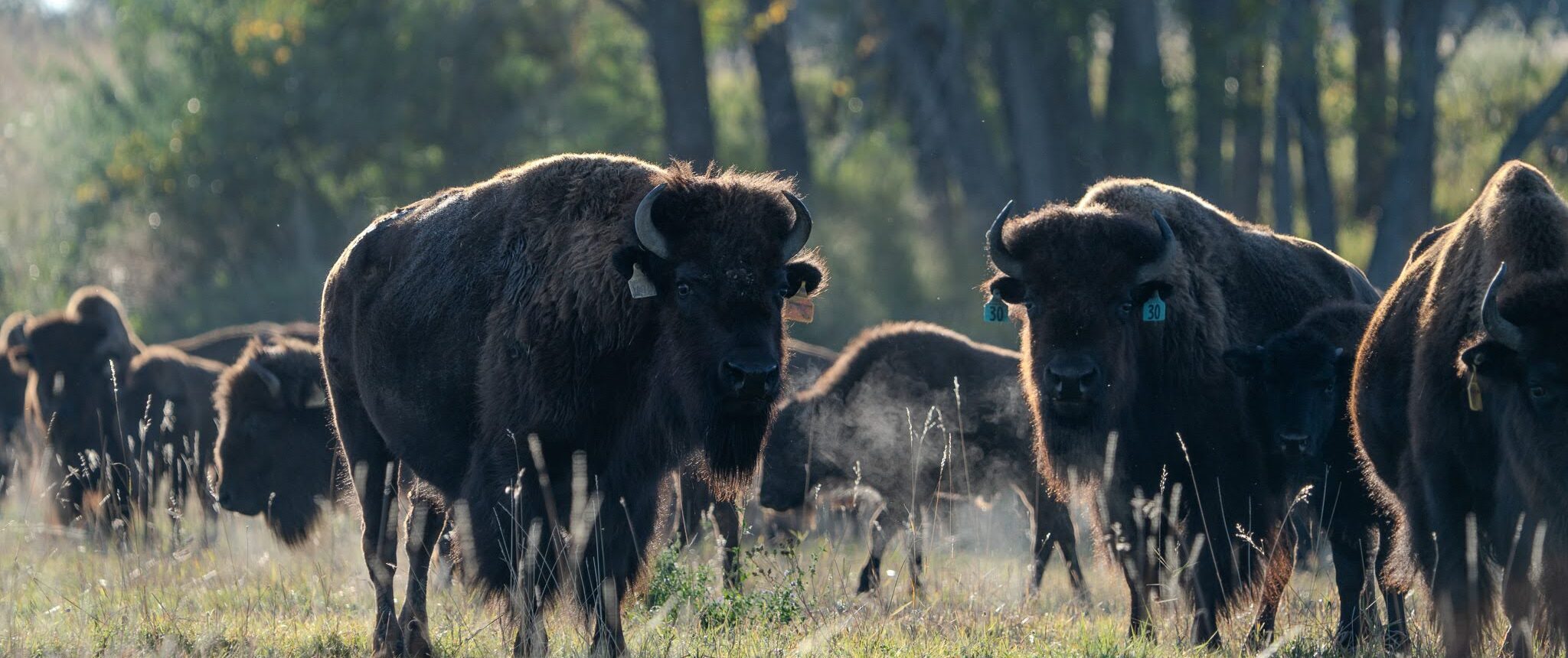 Home - Wild Bison Ranch