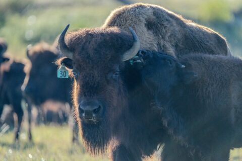 Home - Wild Bison Ranch