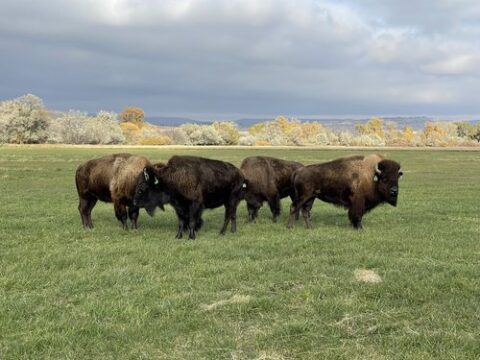 Home - Wild Bison Ranch